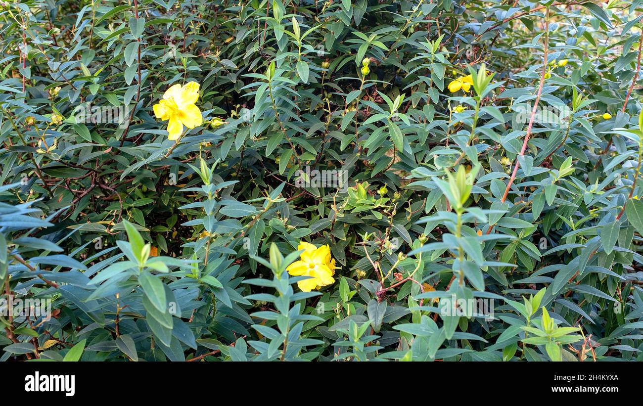 St johns wart hi-res stock photography and images - Alamy