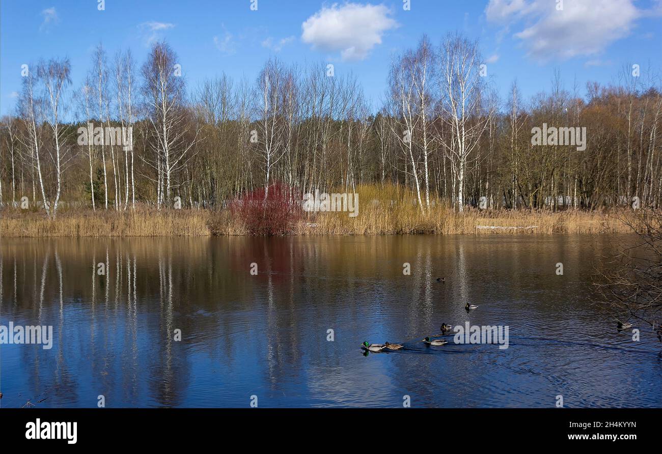 Early spring in nature. Ducks swim on the spring lake Stock Photo - Alamy