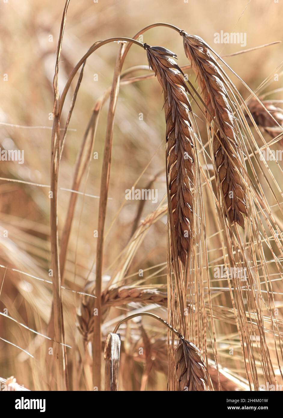 Barley ready to harvest hi-res stock photography and images - Alamy