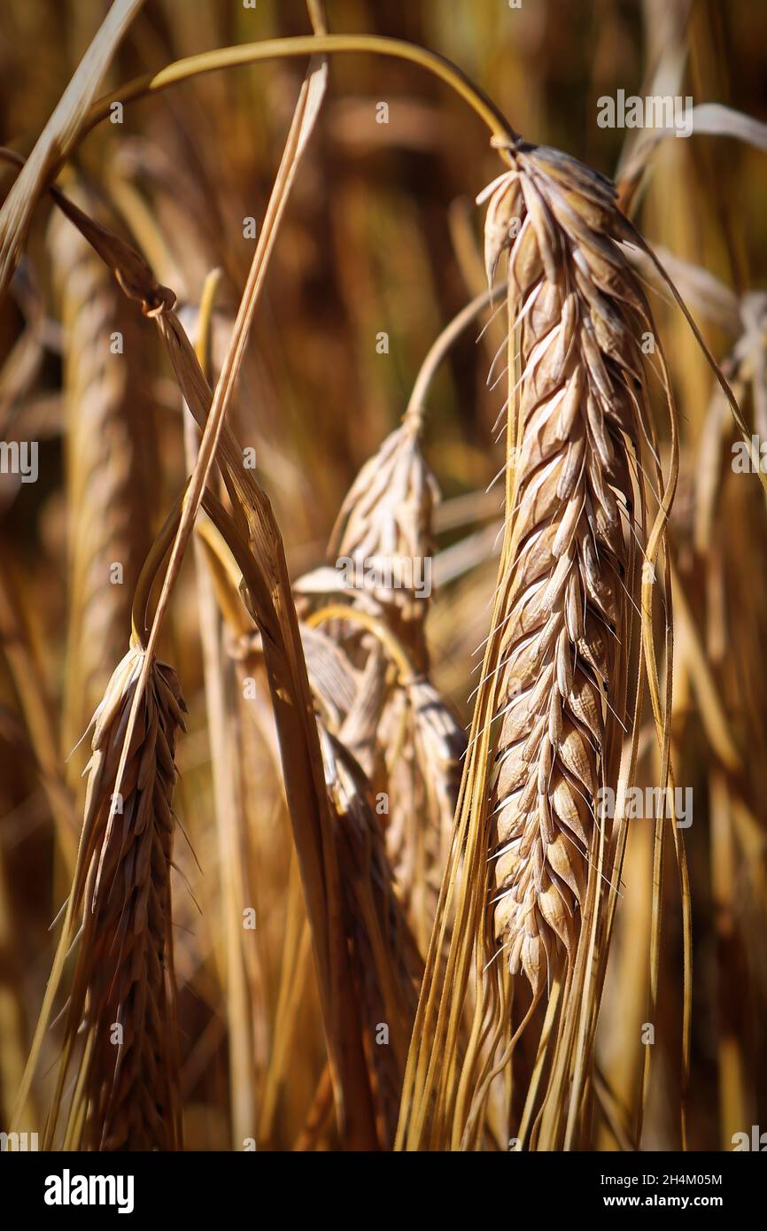 Ripe golden barley heads ready for harvest Stock Photo - Alamy