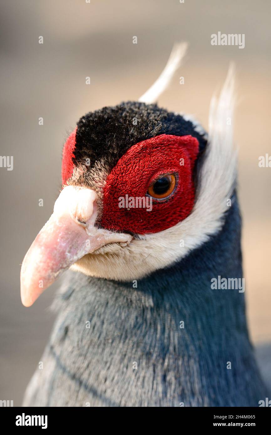Eared blue pheasant close up, pheasant in a cage, ornithology and zoo ...