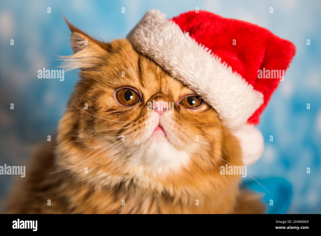 Angry persian cat christmas hi-res stock photography and images - Alamy