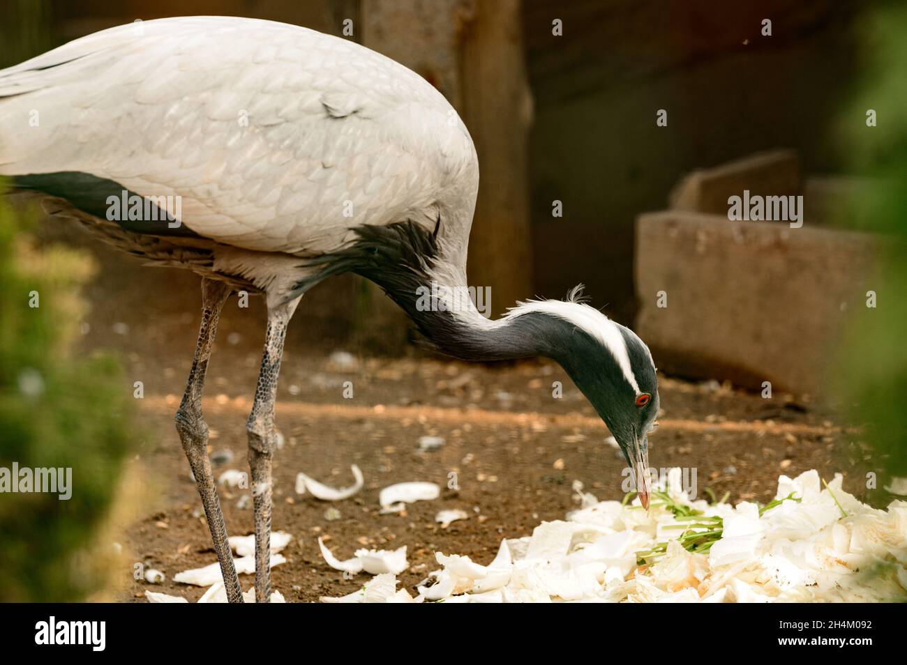 Portrait of a bird in the zoo, Anthropoides virgo bird, a locked bird ...