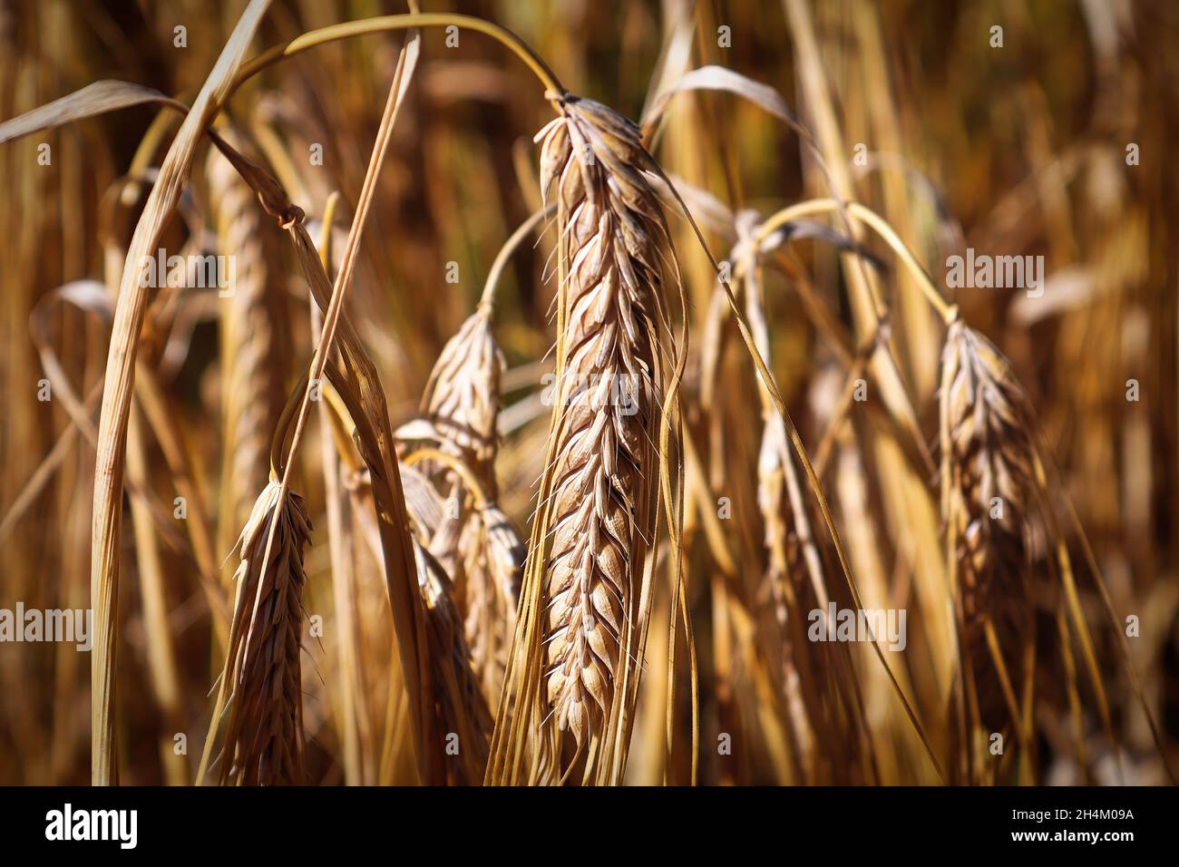 Ripe golden barley heads ready for harvest Stock Photo - Alamy