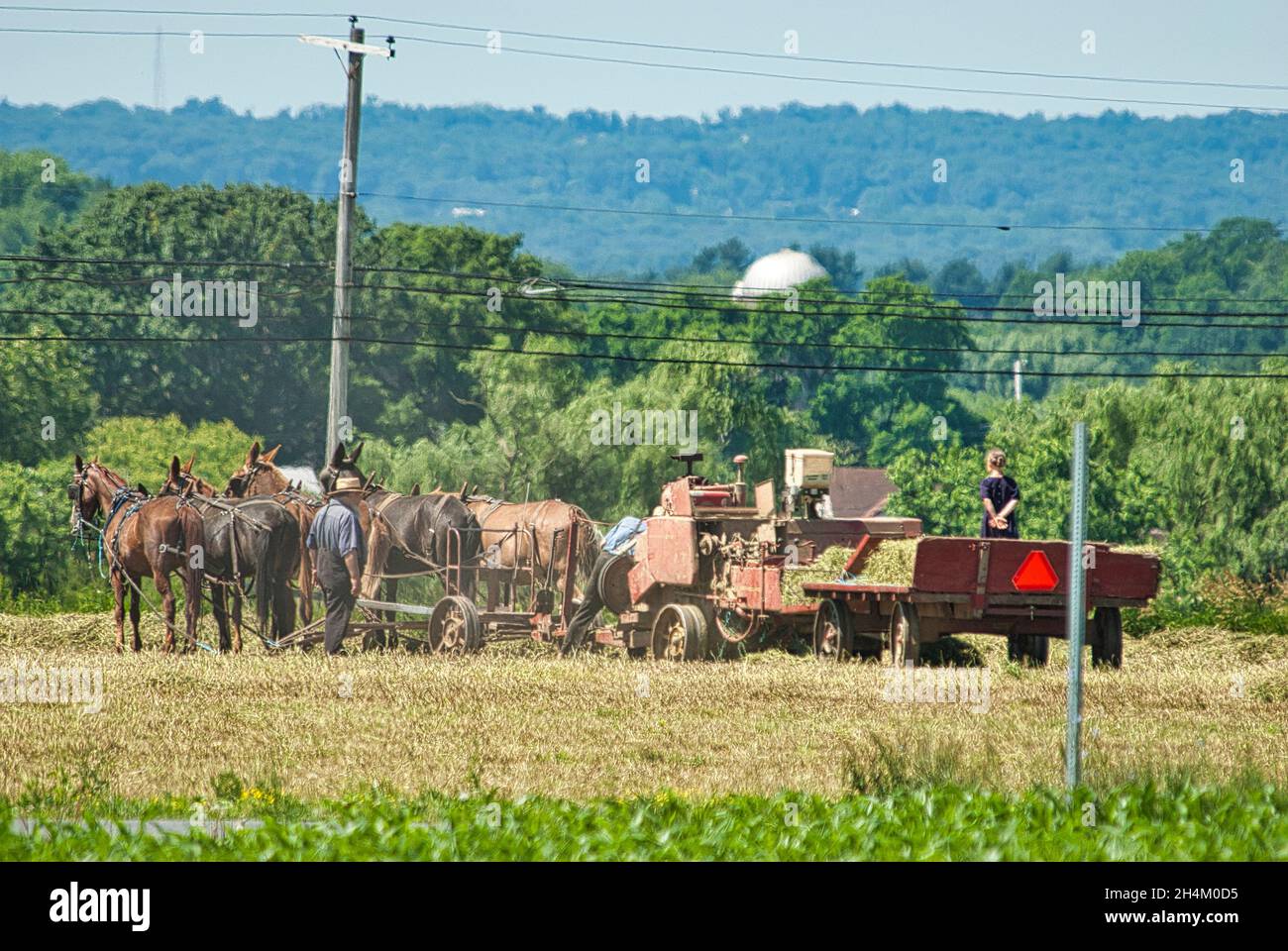 Amish Men Harvesting His Crops Pulled by Horses and Harvested With a ...