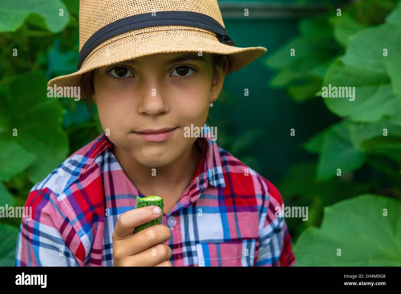 The child eats cucumbers in the garden. Selective focus. Kid Stock ...