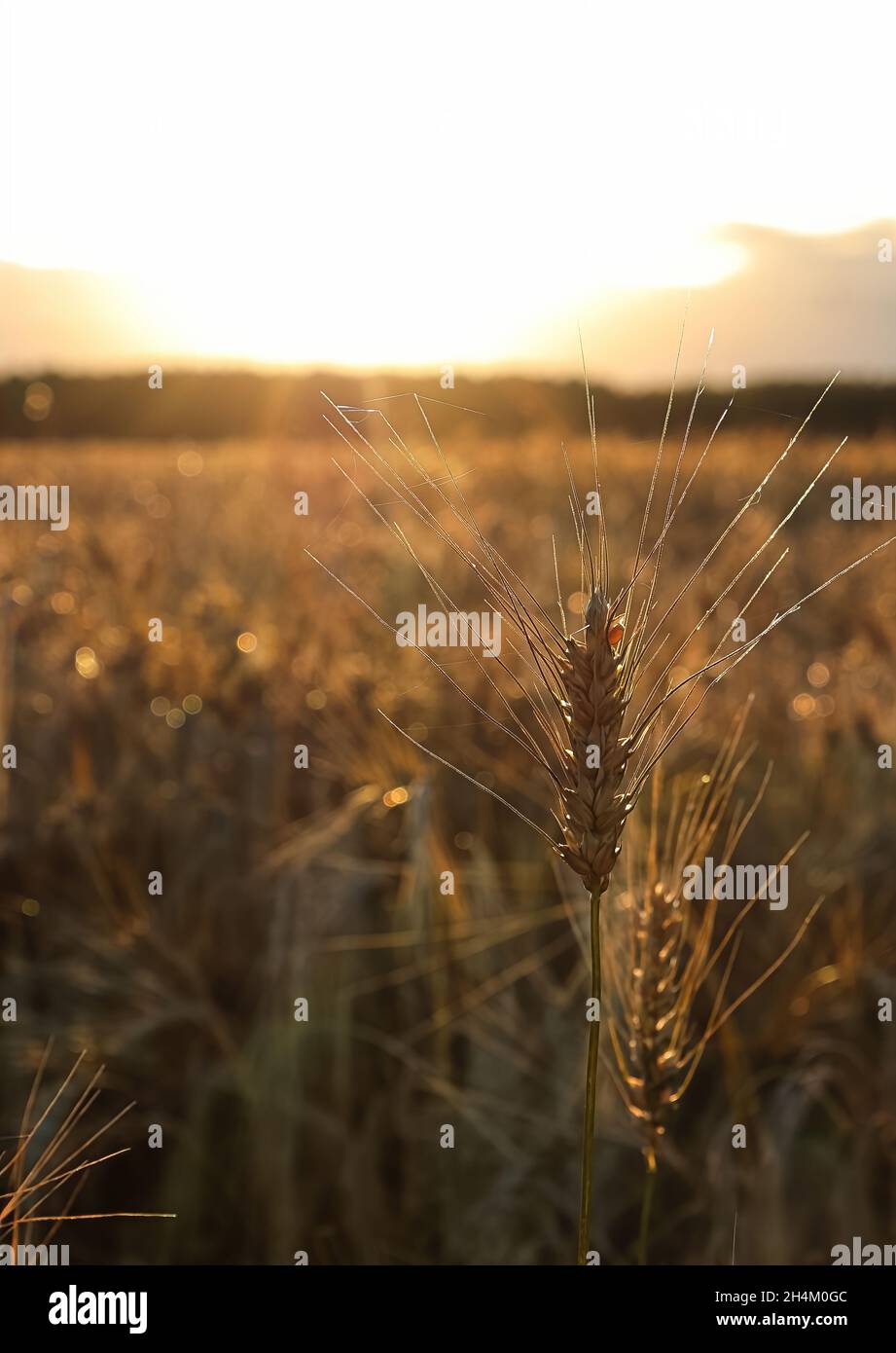 Heads of ripening barley hi-res stock photography and images - Alamy