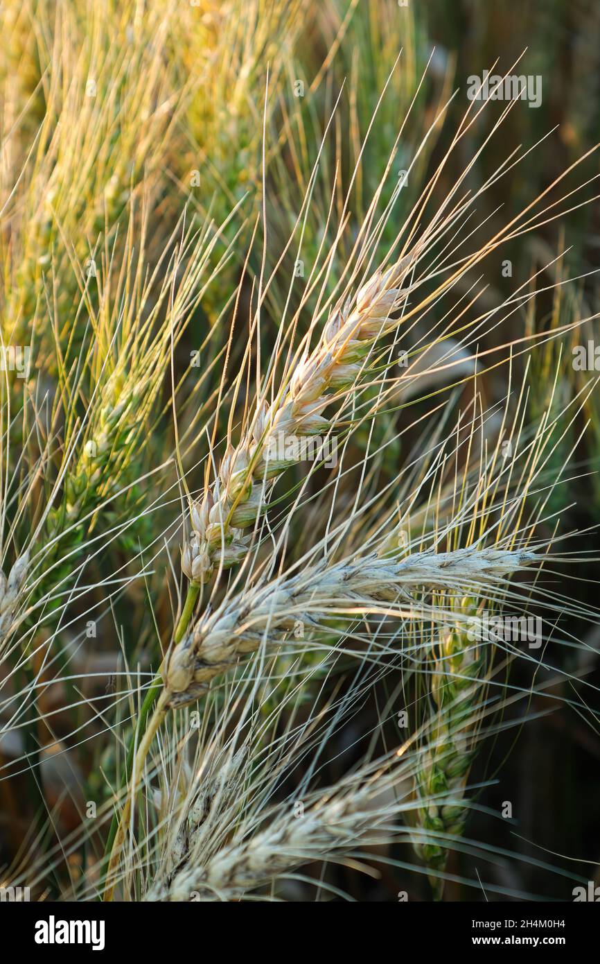 Green and golden barley heads turning color in summer Stock Photo - Alamy