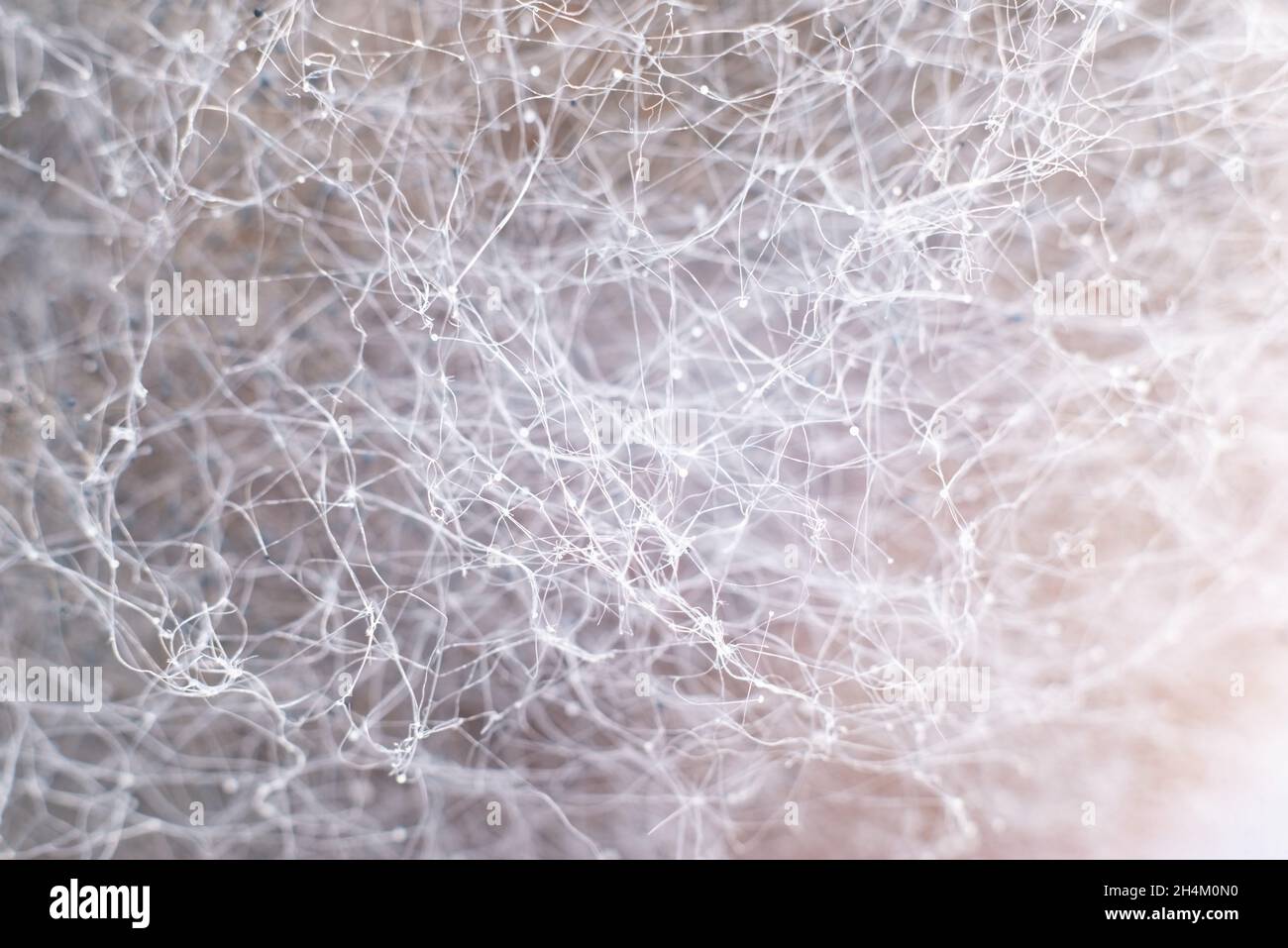 Mold background. Macro shot of mold. Mold spores in agar-agar. A mold ...