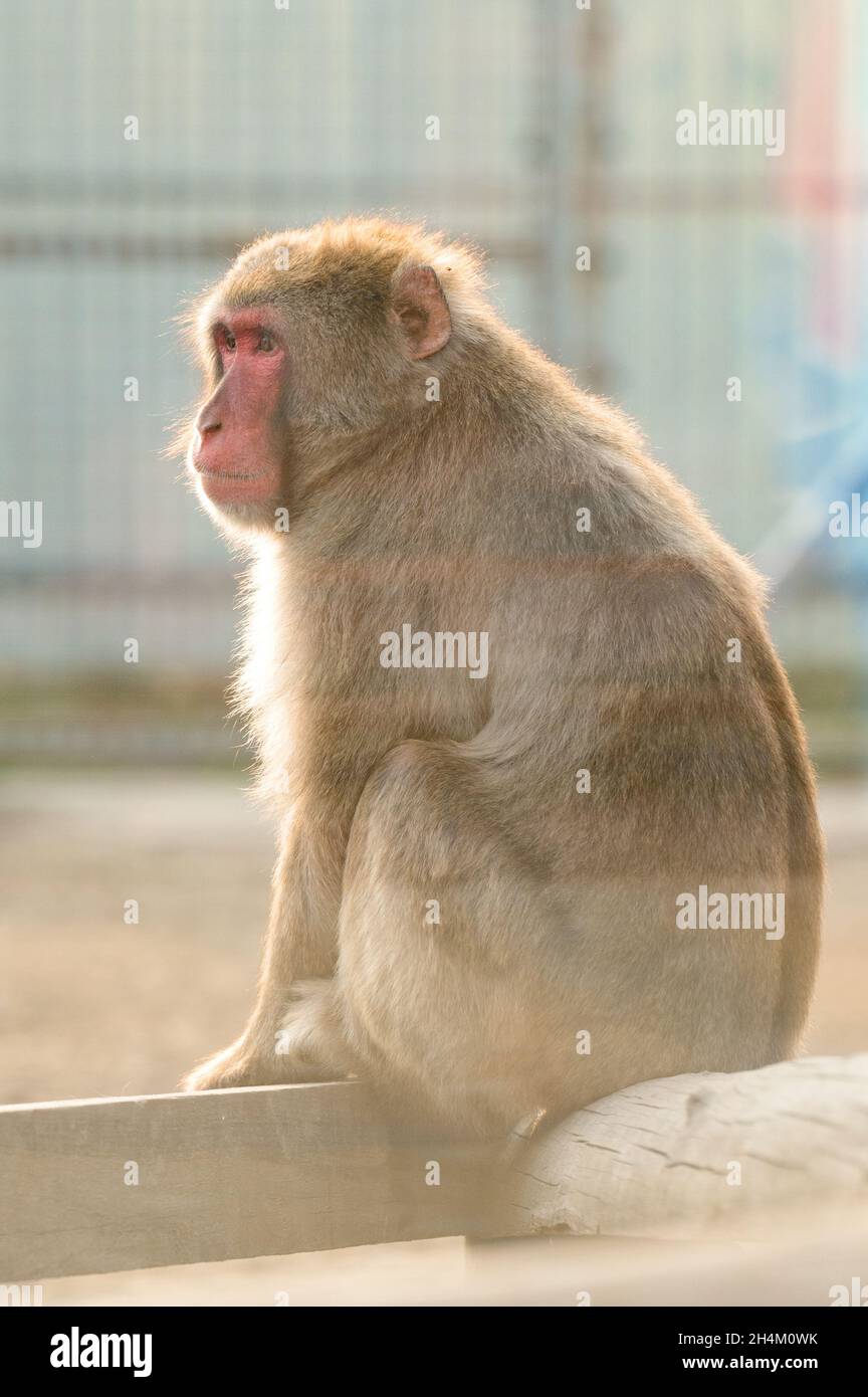 Japanese macaques and their life in the zoo, primates in the cage ...