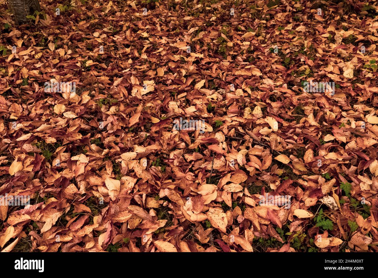 A closeup of fallen foliage on the ground during autumn, with lights ...