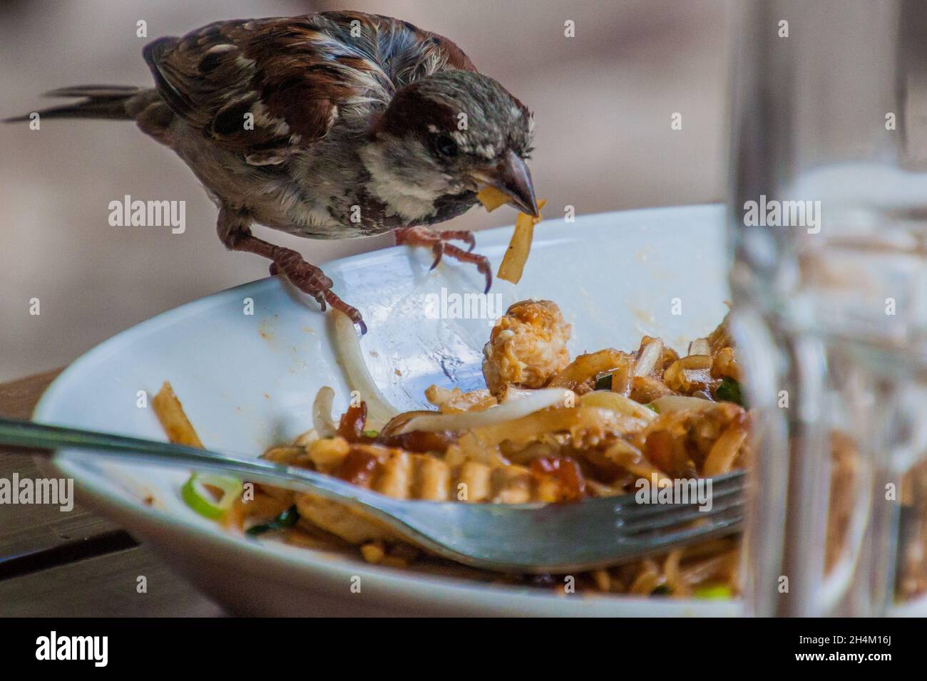 Sparrow Meat High Resolution Stock Photography and Images - Alamy