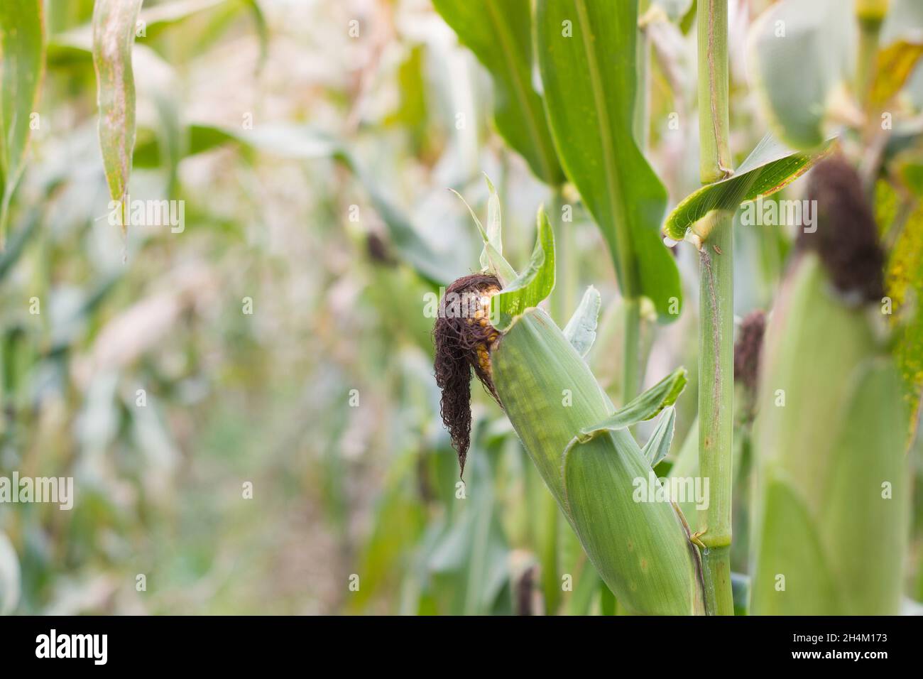 The corn or maize in the sweet corn field. waiting for harvest Stock ...