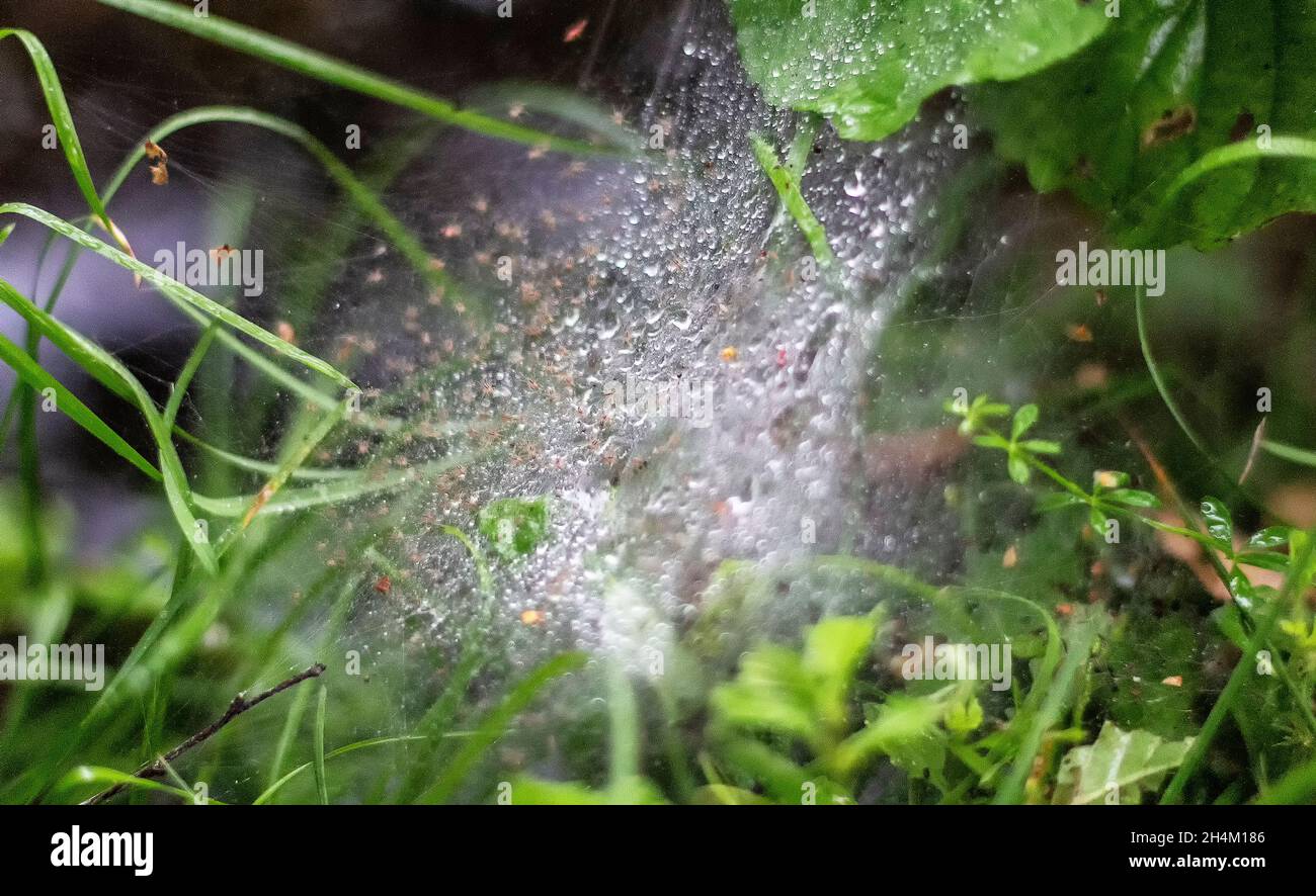 Spider web in summer in the forest with dew drops Stock Photo - Alamy