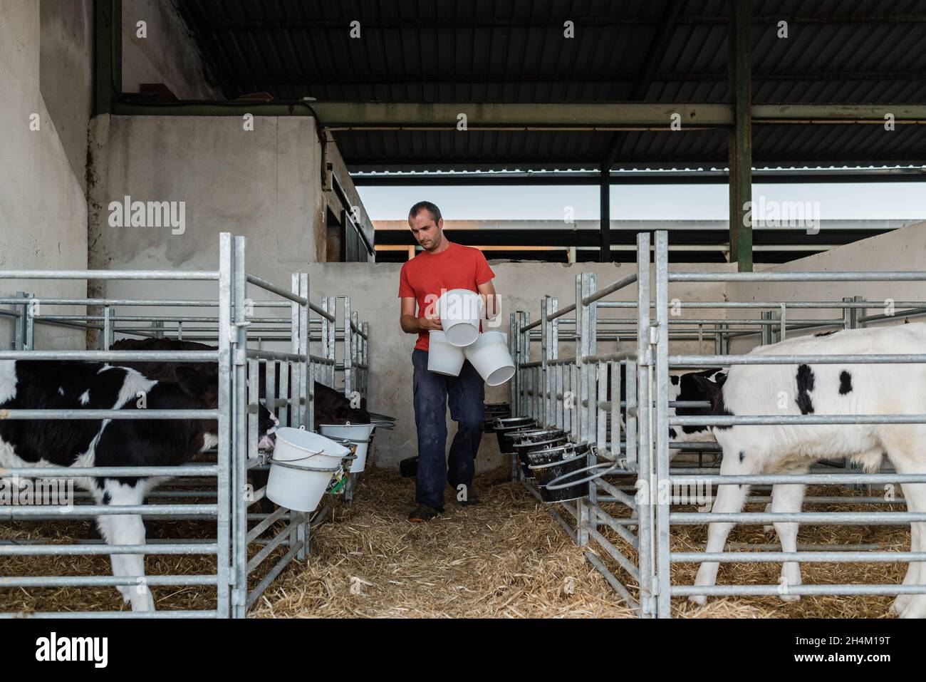 Male farmer taking care of the cattle while working at a dairy cow farm ...