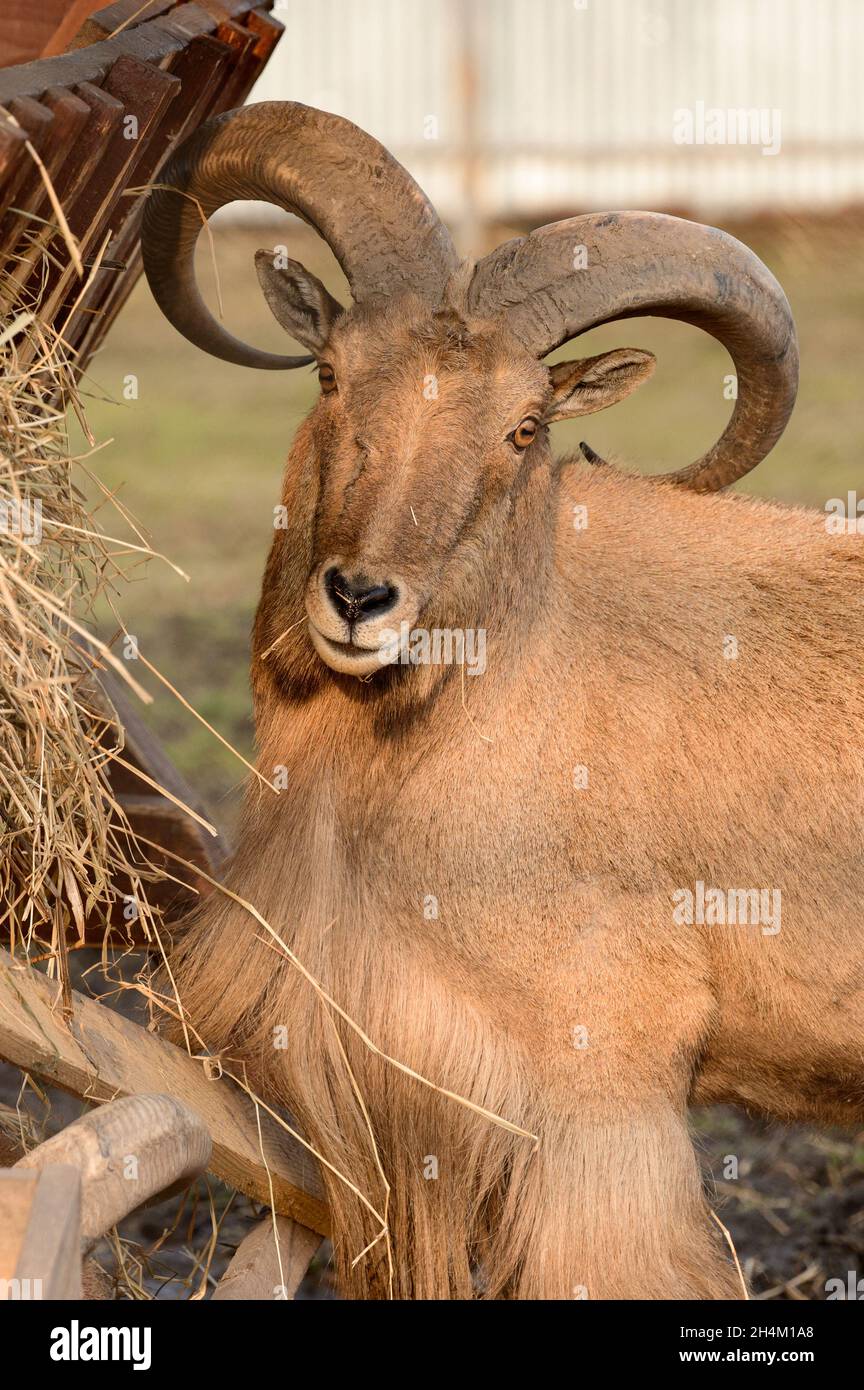 The maned ram eats hay, the animal in the zoo, the large rounded horns ...