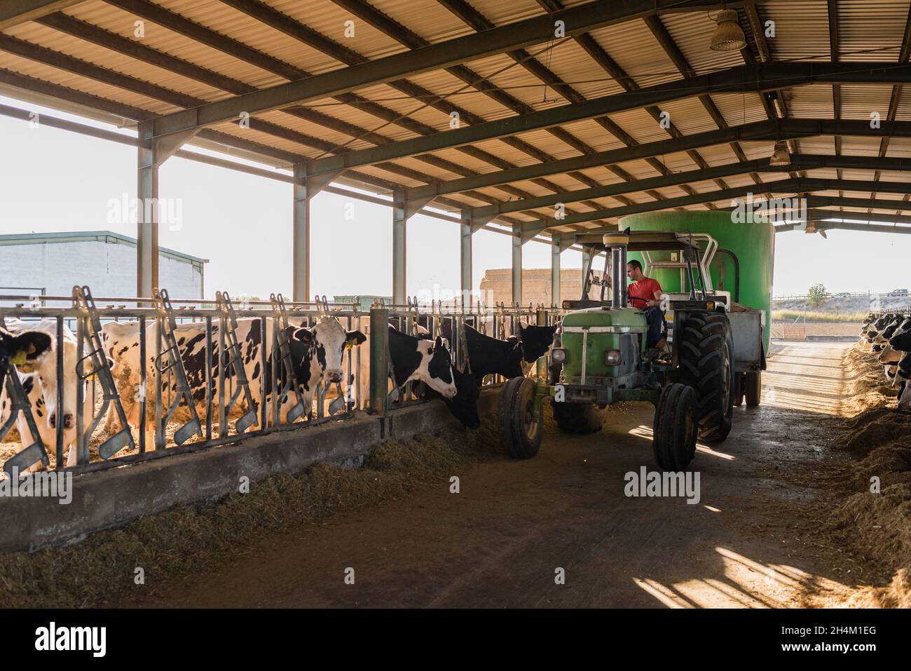 Special truck pouring piles of feed for dairy cows in a cowshed at a ...