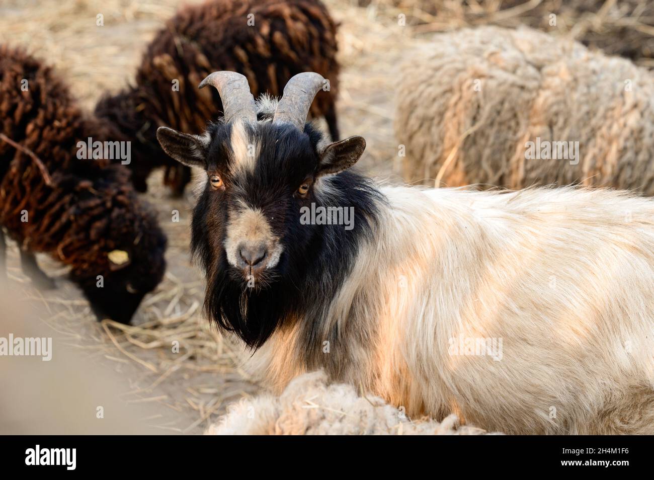 Welsh goat with large and sharp horns, a zoo with unusual animals ...