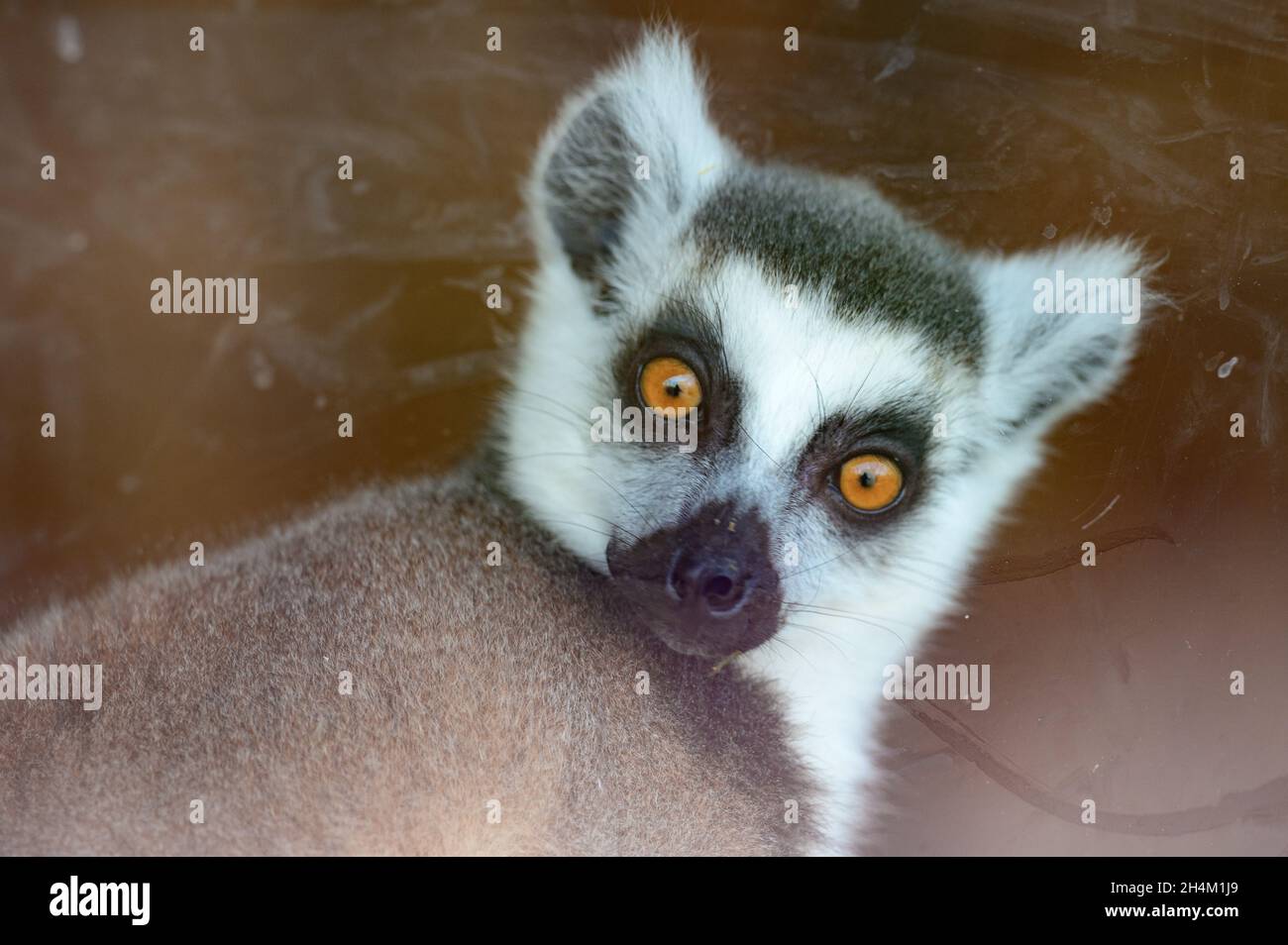 Lemur with a stern and scary look, a primate at the zoo. new Stock ...
