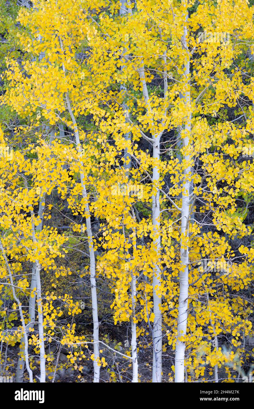 Brilliant golden aspen trees hi-res stock photography and images - Alamy