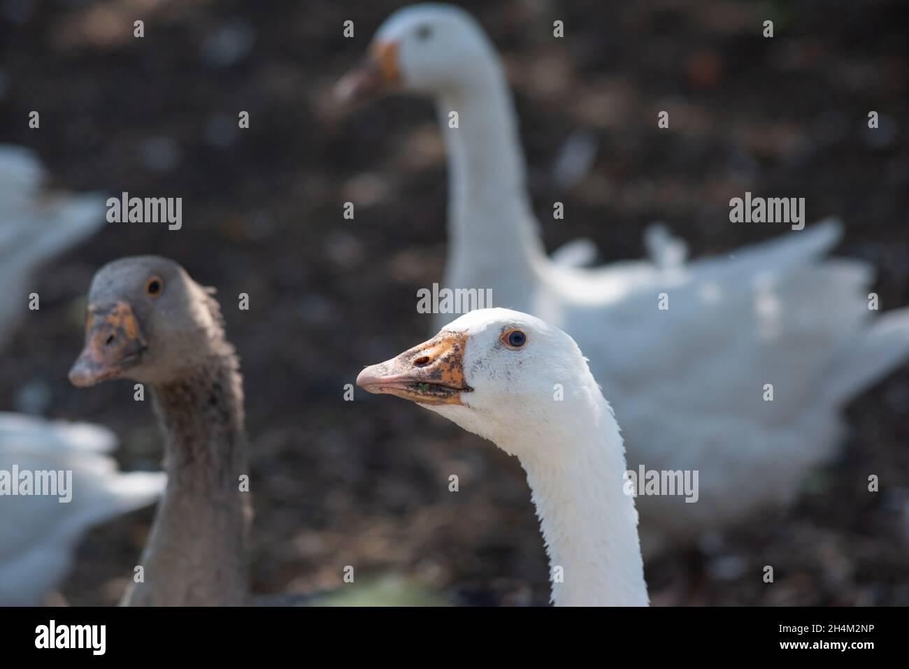 flock of domestic white geese in the village Stock Photo - Alamy