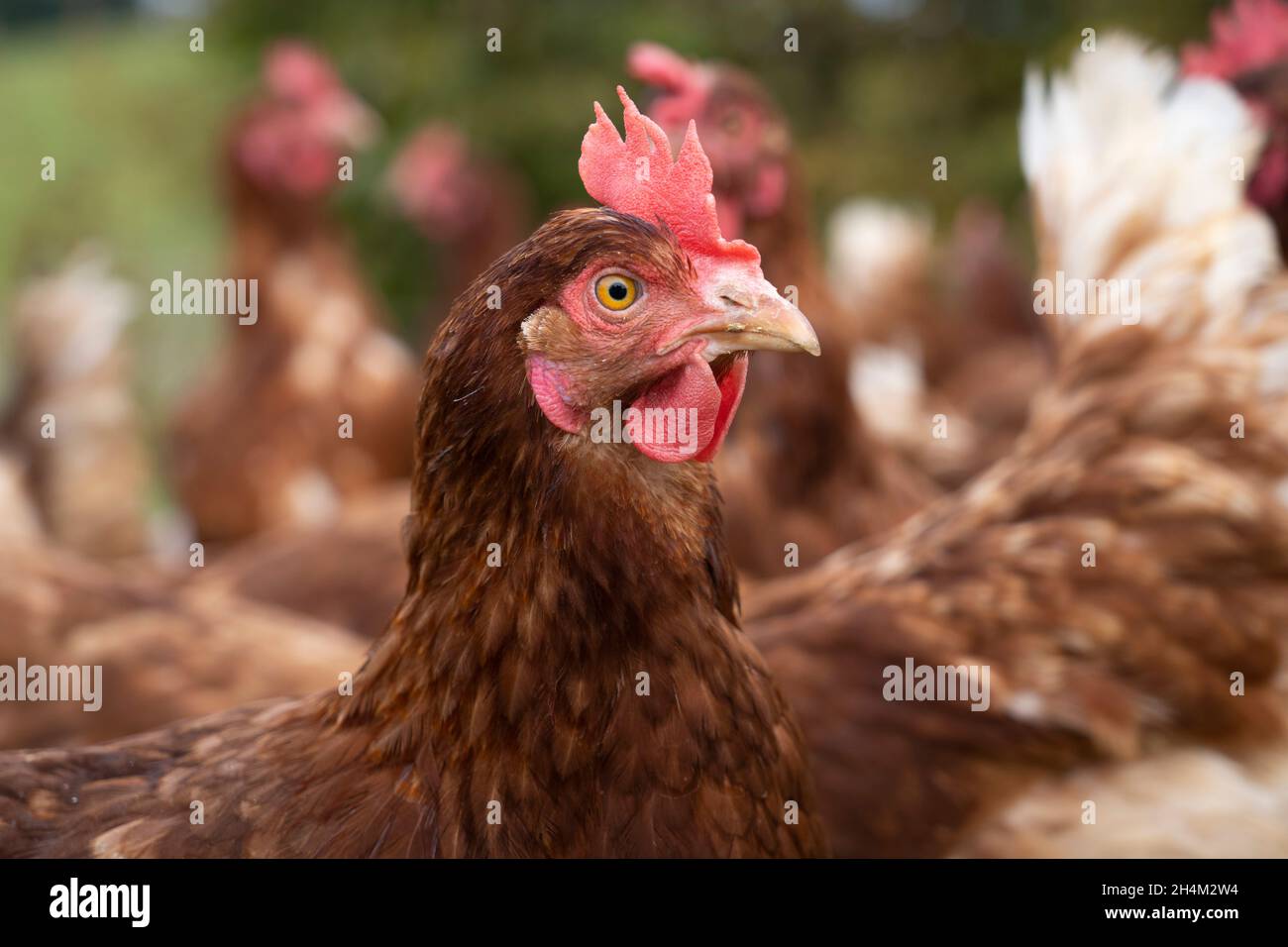 happy, healthy looking chicken on a chicken farm in Austria Stock Photo ...