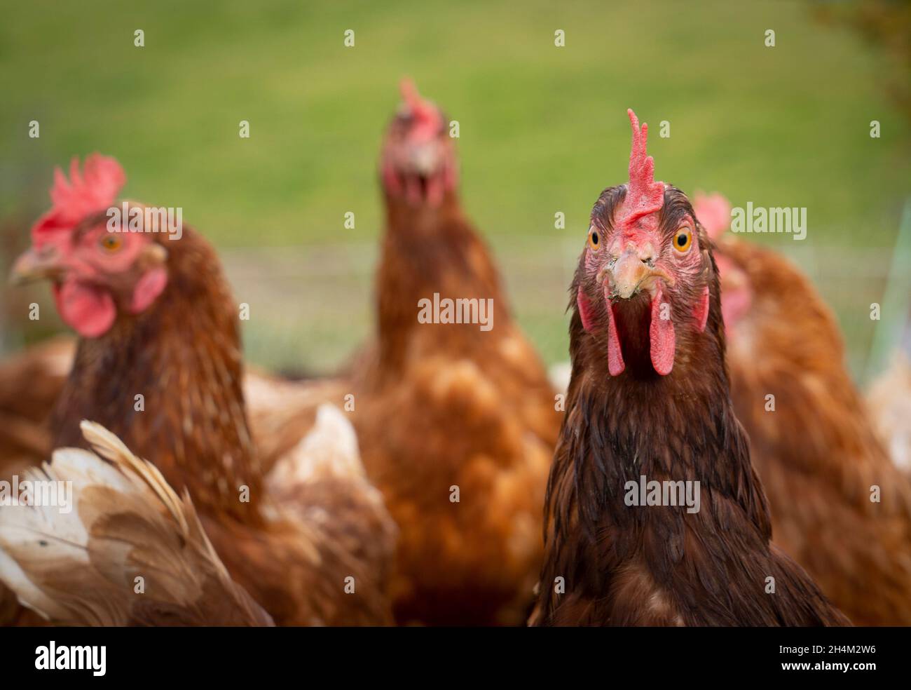happy, healthy looking chicken on a chicken farm in Austria Stock Photo ...