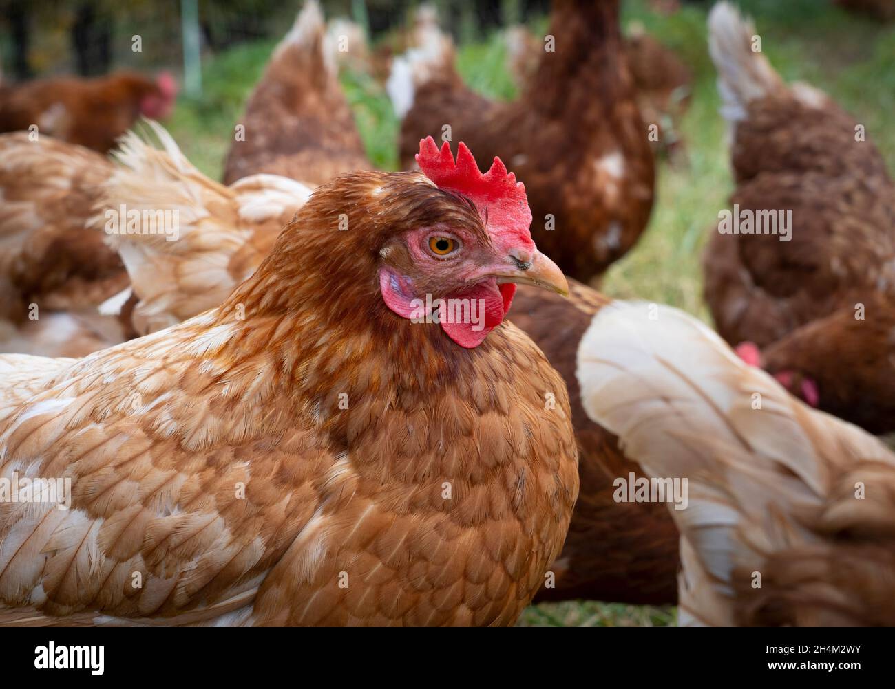 happy, healthy looking chicken on a chicken farm in Austria Stock Photo ...