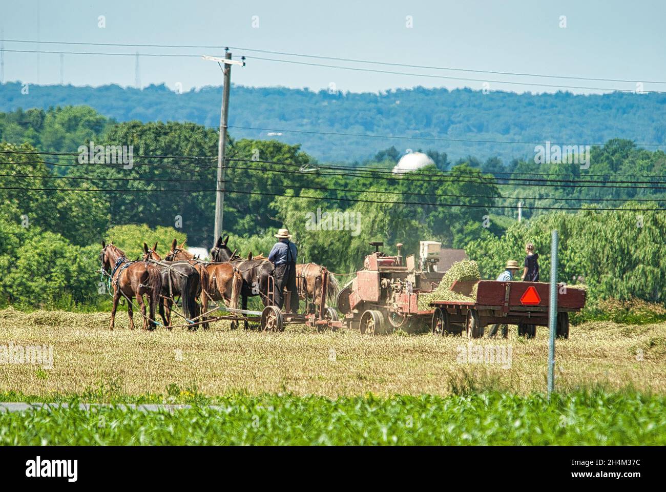 Amish farmers working horses hi-res stock photography and images - Alamy