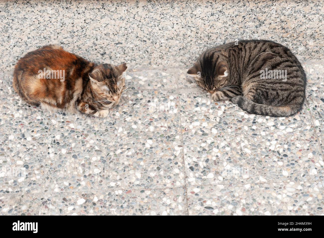 Two cats sleeping together hi-res stock photography and images - Alamy