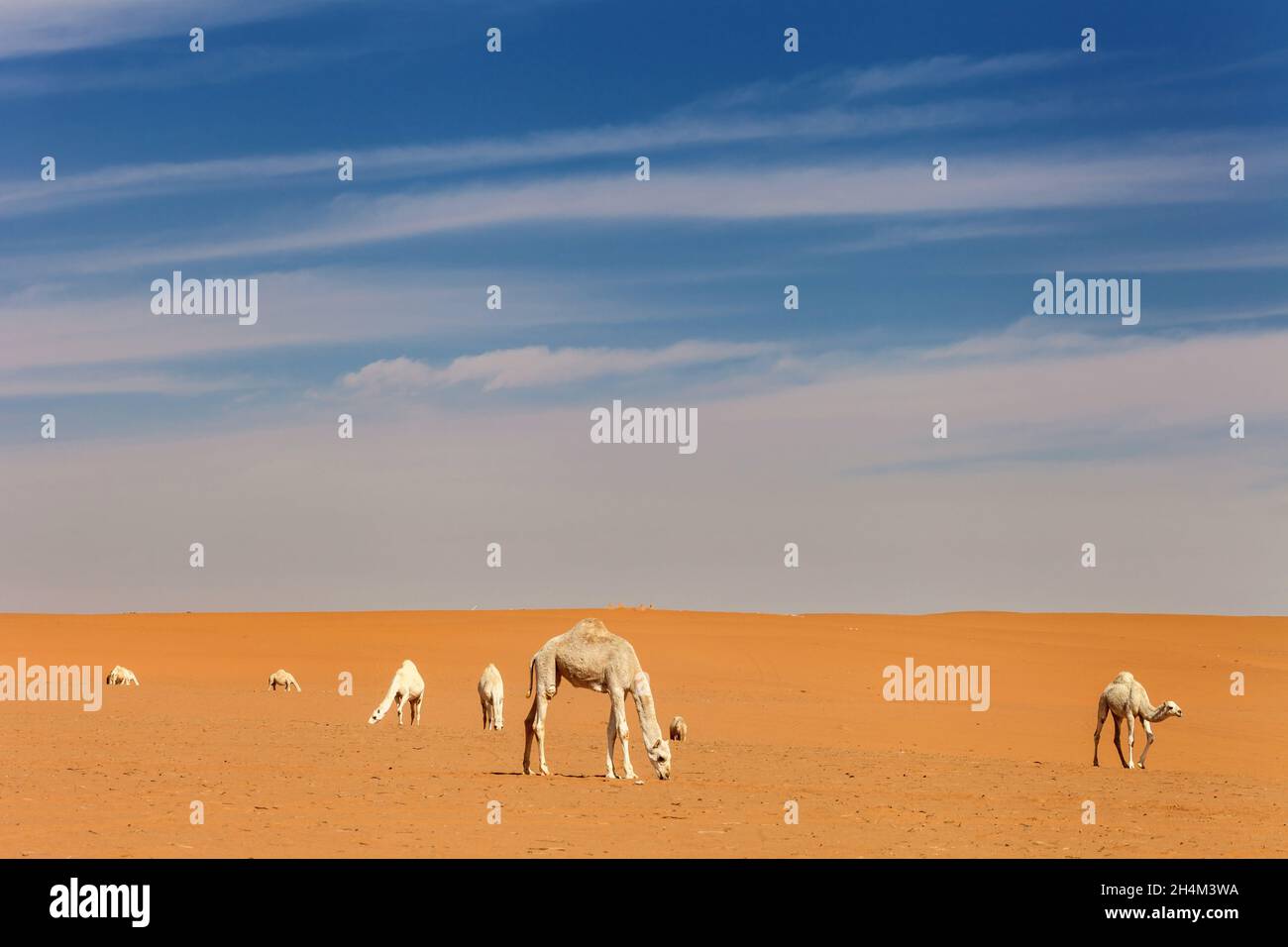 Saudi Arabia desert photo by TARIQ-M Stock Photo - Alamy