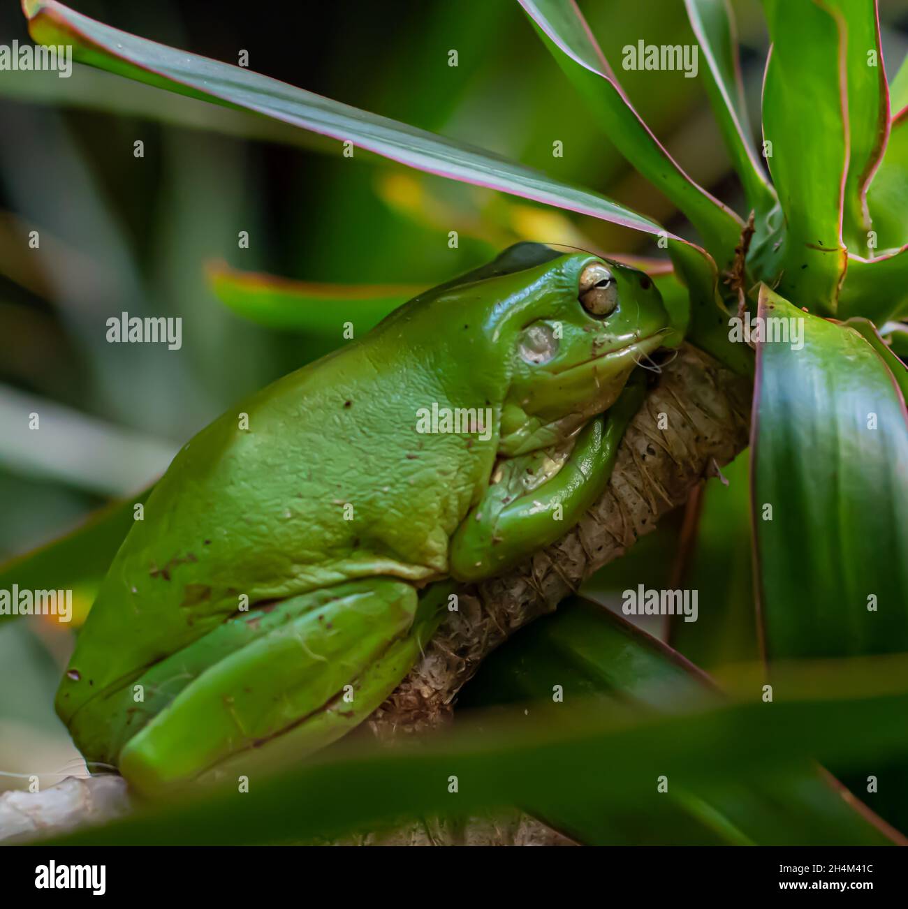 Closeup of a green frog on a plant Stock Photo - Alamy