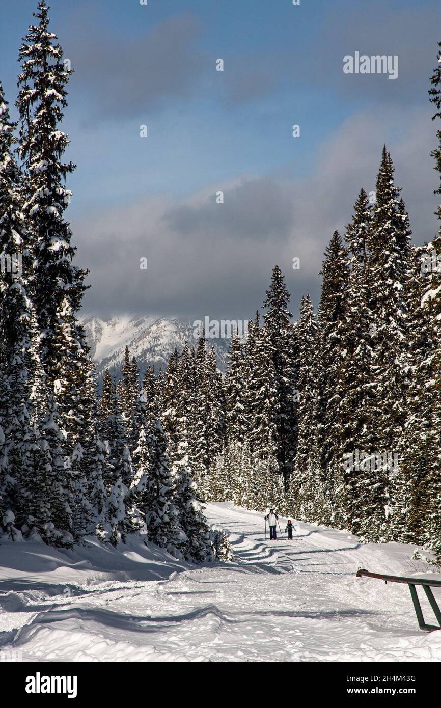 Banff National Park, dog sledding, Lake Louise, Alberta Stock Photo - Alamy