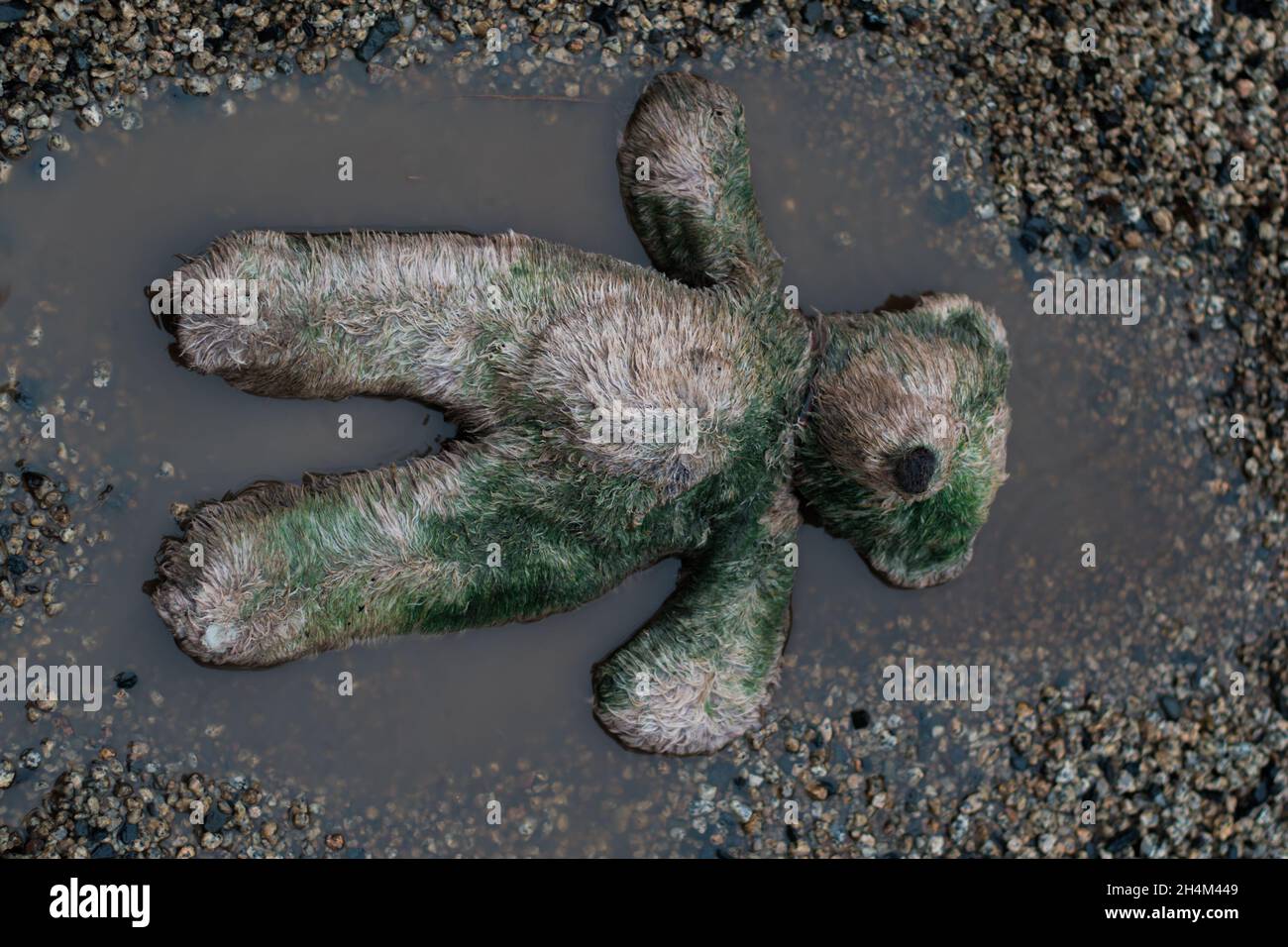 Closeup of an old and dirty toy bear in a water puddle covered in mud ...