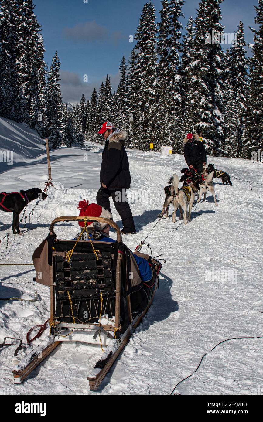 Banff National Park, dog sledding, Lake Louise, Alberta Stock Photo - Alamy