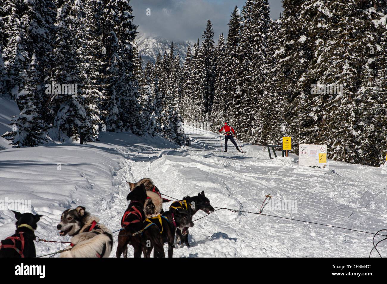 Banff National Park, dog sledding, Lake Louise, Alberta Stock Photo - Alamy