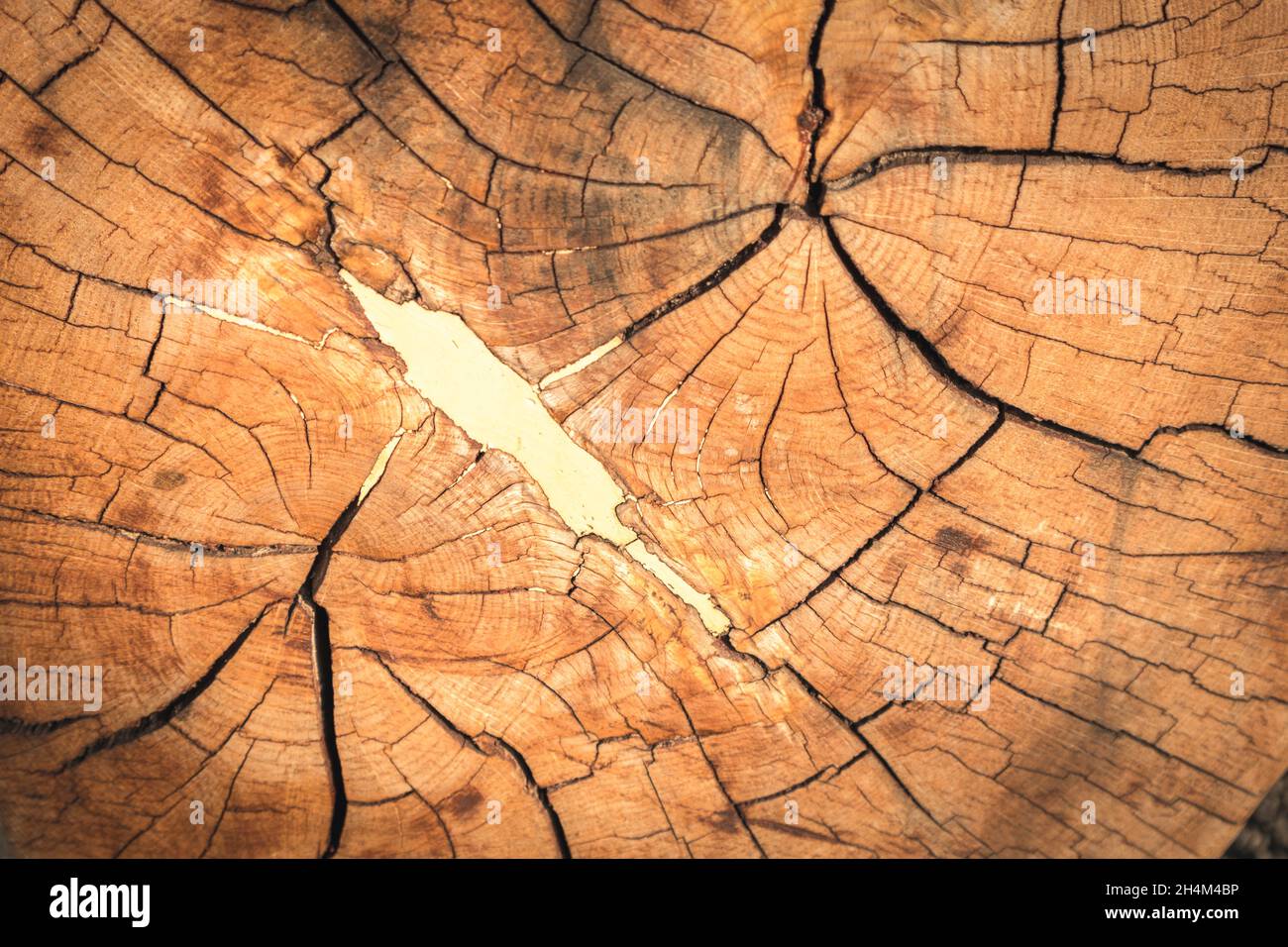 Wooden Log Texture