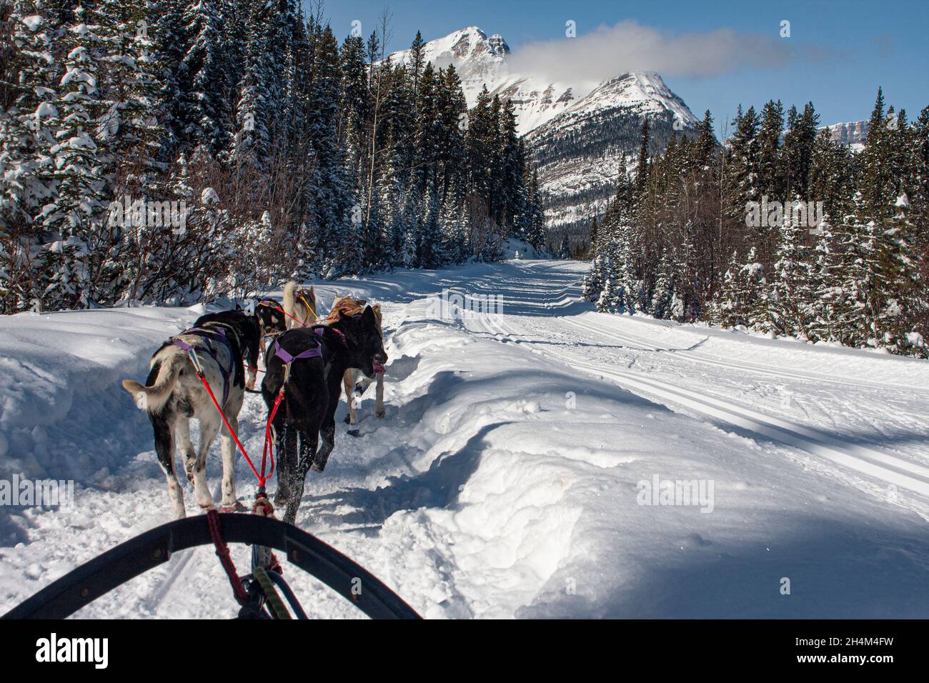 Banff National Park, dog sledding, Lake Louise, Alberta Stock Photo - Alamy