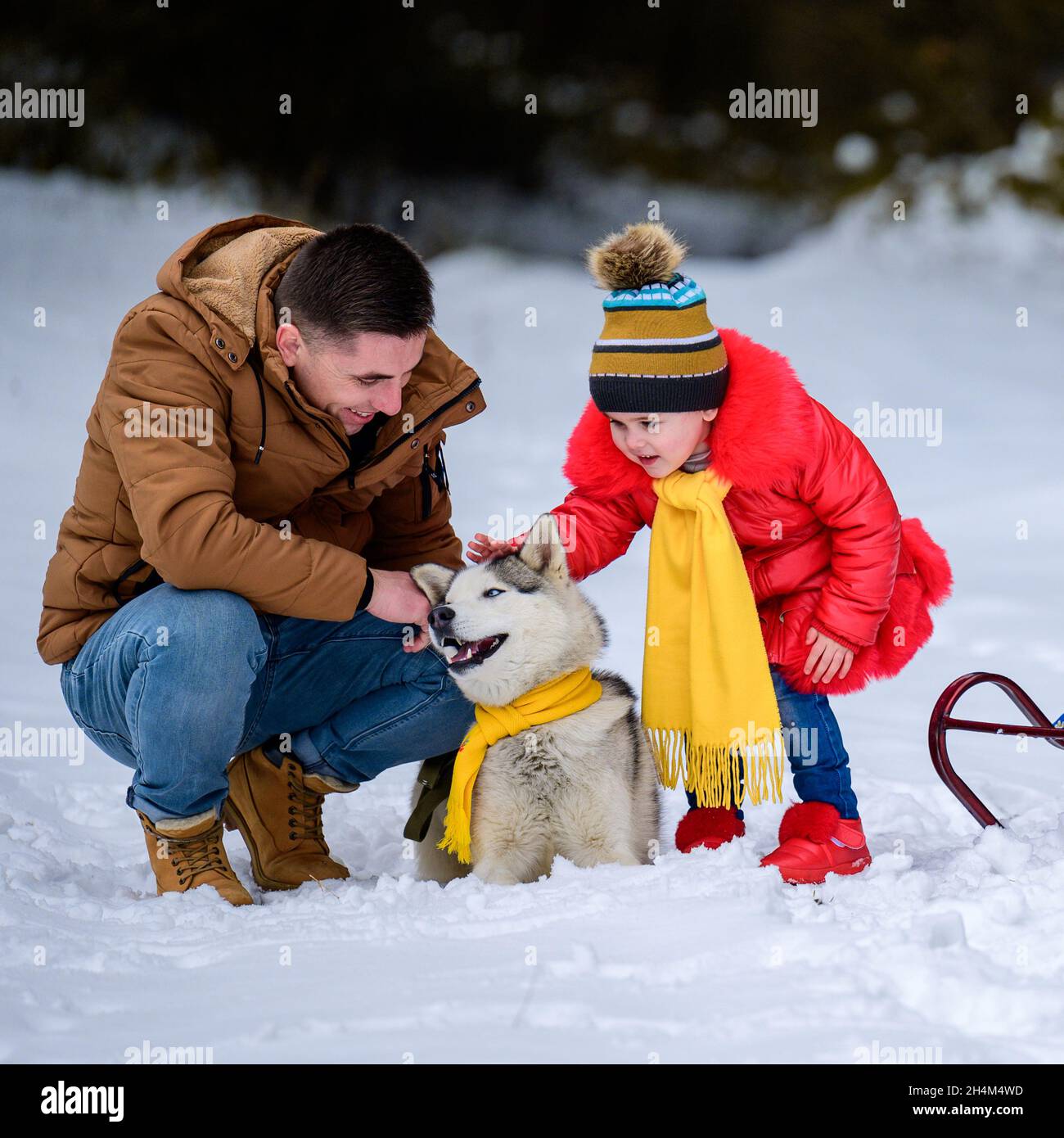 Family walk in the winter forest with huskies, happy daughter and dad ...