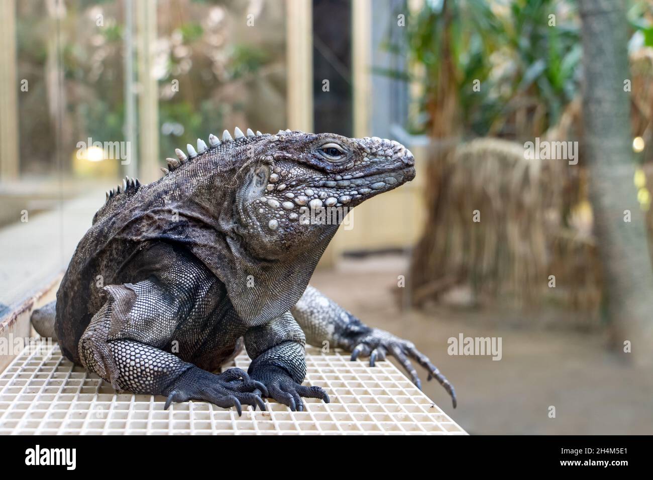 Cuban iguana cyclura nubila hi-res stock photography and images - Alamy