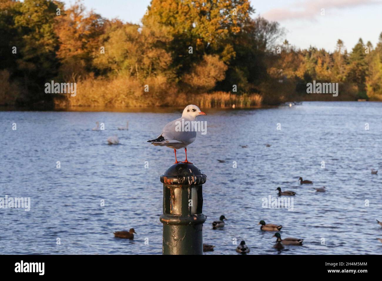 Lurgan Park, Lurgan, Co Armagh, Northern Ireland, UK. 03 Nov 2021. UK ...