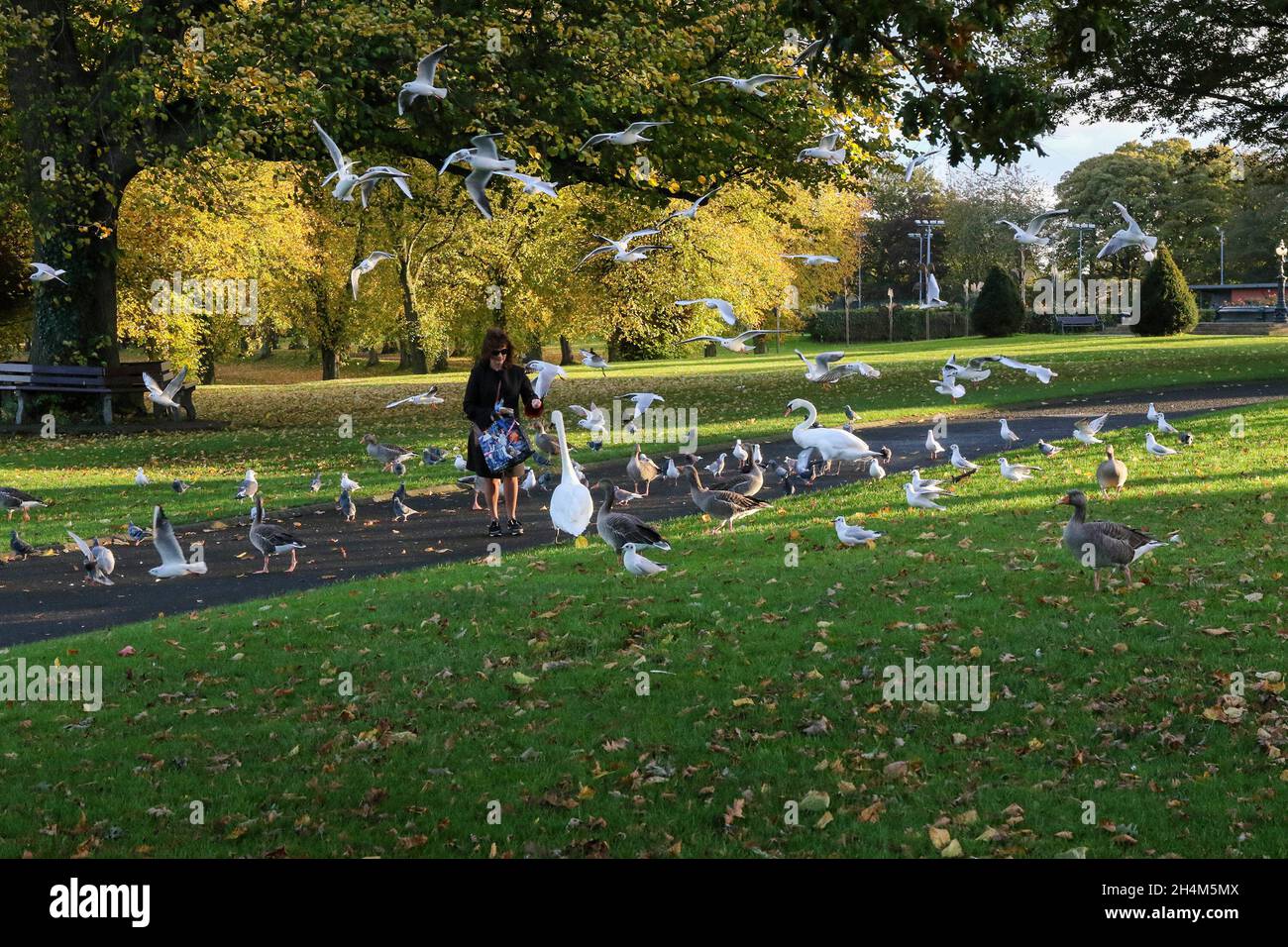 Lurgan park autumn 2021 hi-res stock photography and images - Alamy