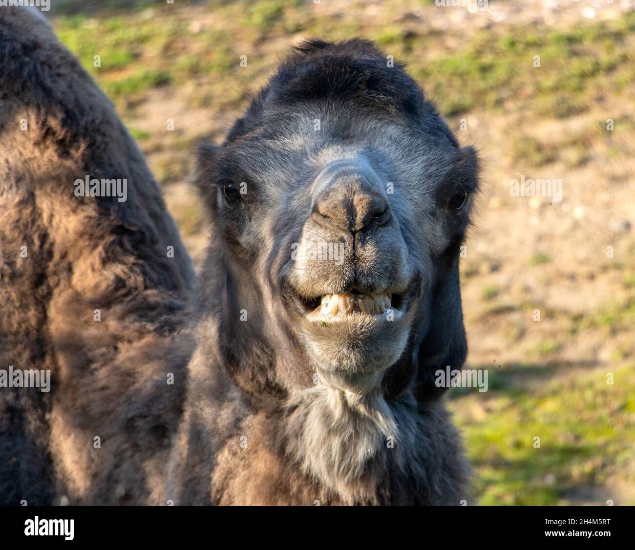 Camel teeth hi-res stock photography and images - Alamy