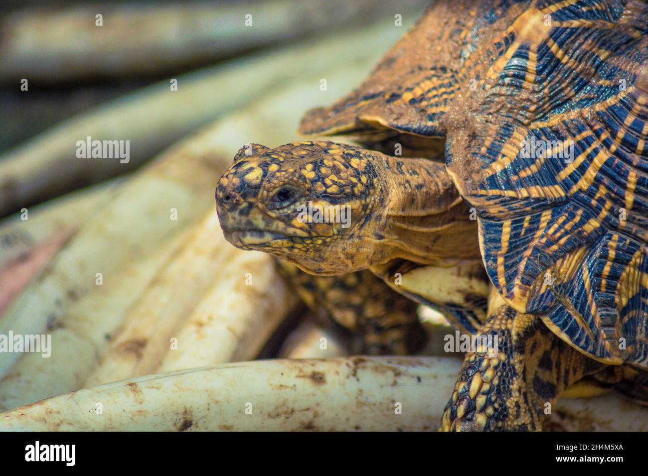 Indian star tortoise turtle hi-res stock photography and images - Alamy