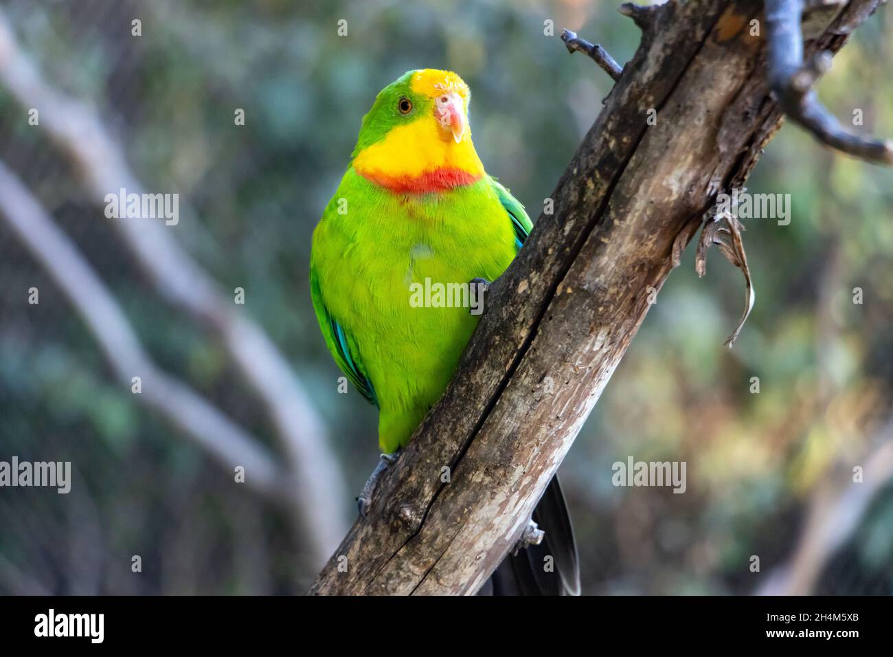 The superb parrot (Polytelis swainsonii), also known as Barraband's ...