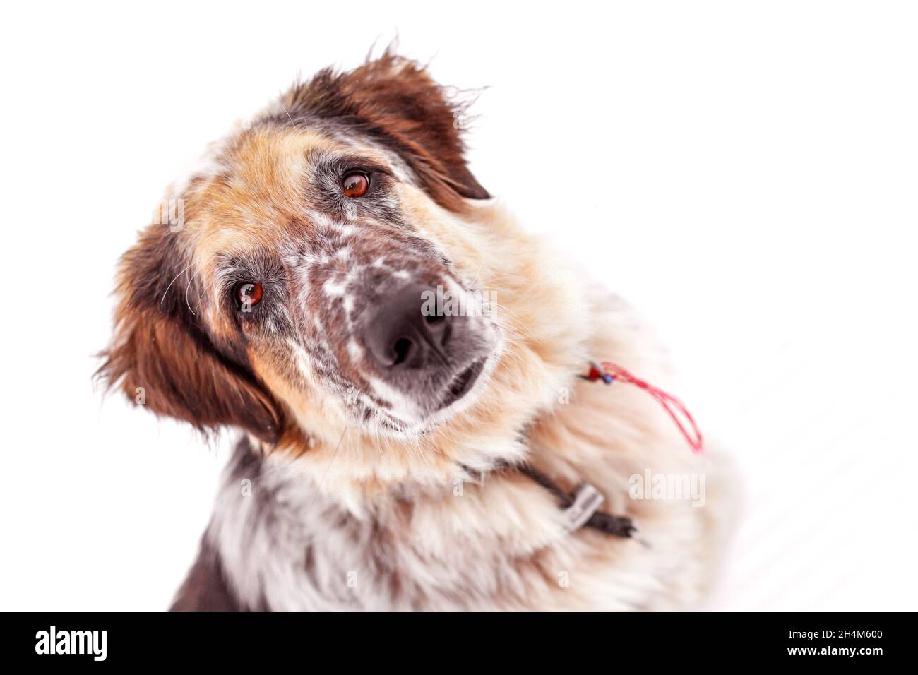 Big dog training looking up, isolated on white background Stock Photo ...