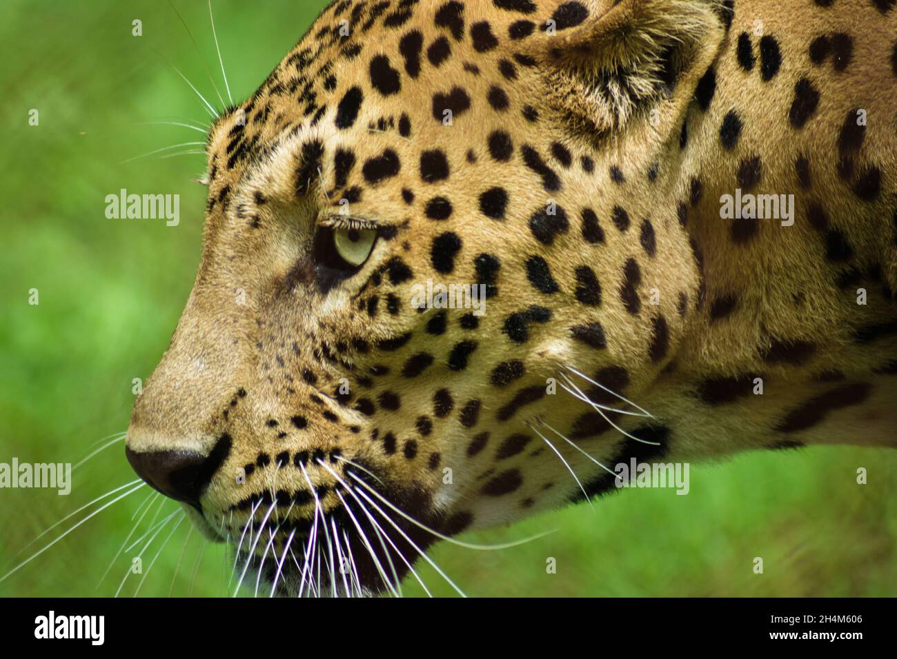 Beautiful closeup shot of a Leopard from a side view; blurry green ...