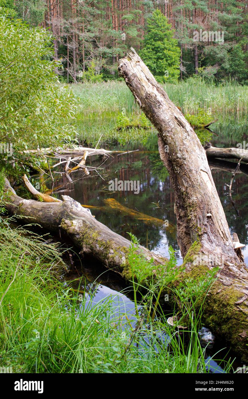 A log of a tree lies in the river, summer forest landscape, vertical ...