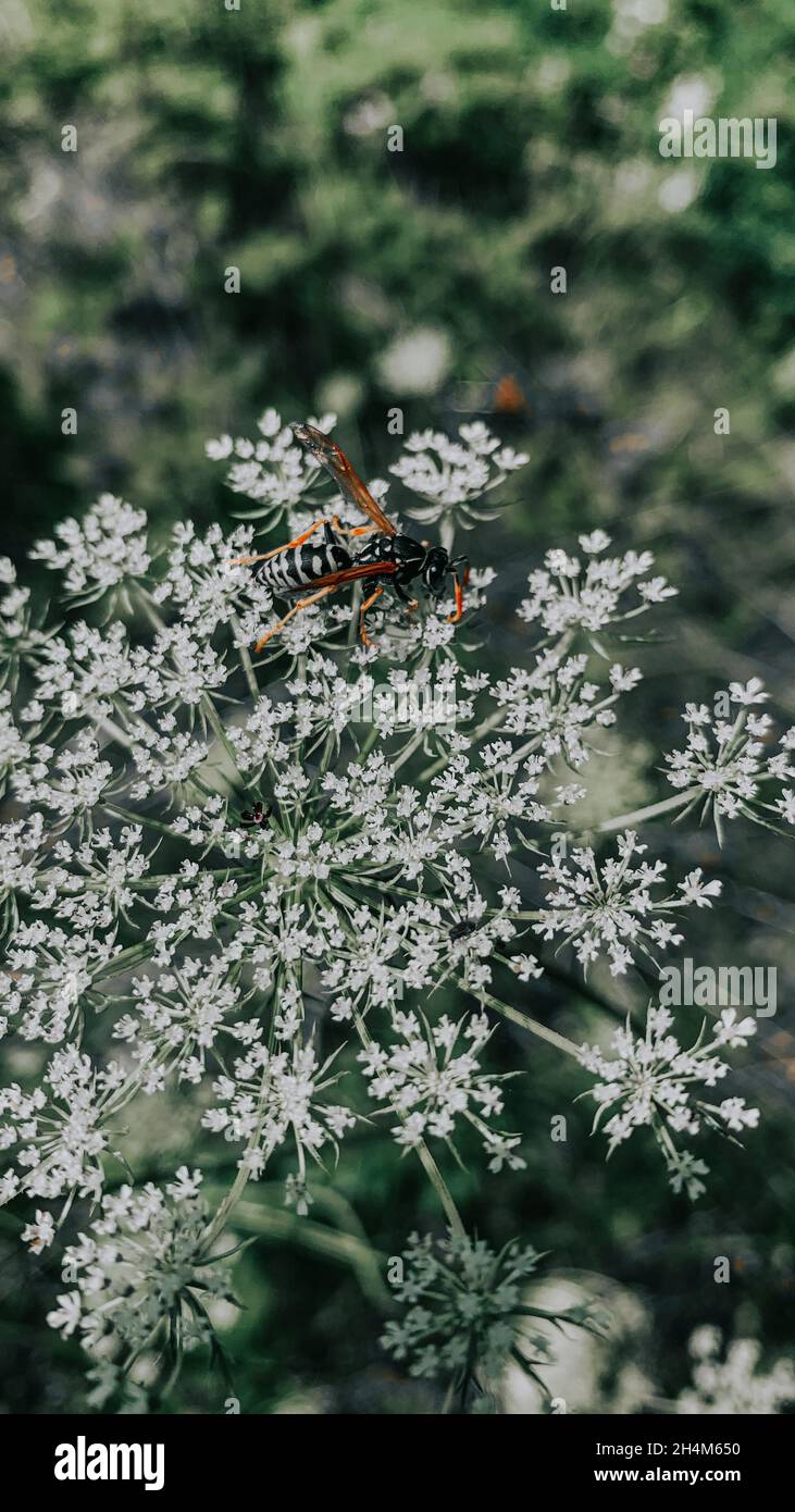 Vertical shot of a European paper wasp on wild carrot flowers in a ...