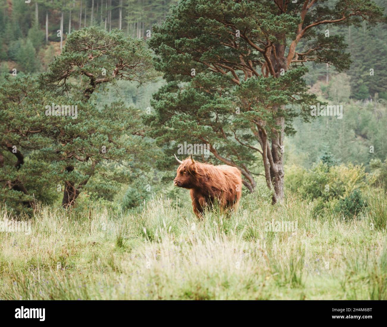 Heather mountainside hi-res stock photography and images - Alamy
